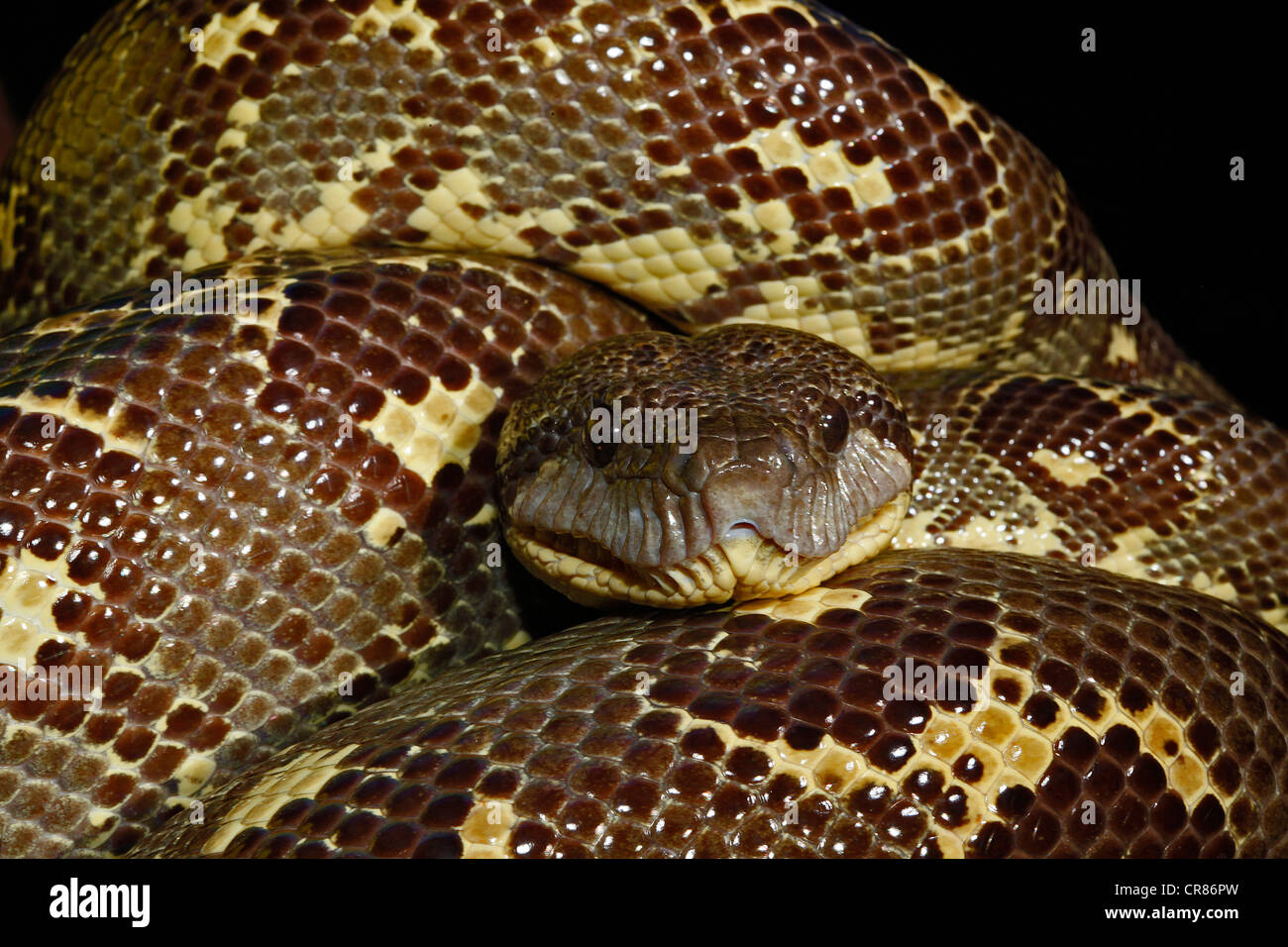 Madagascar Tree Boa (Sanzinia madagascariensis, Sanzinia voluntani ...