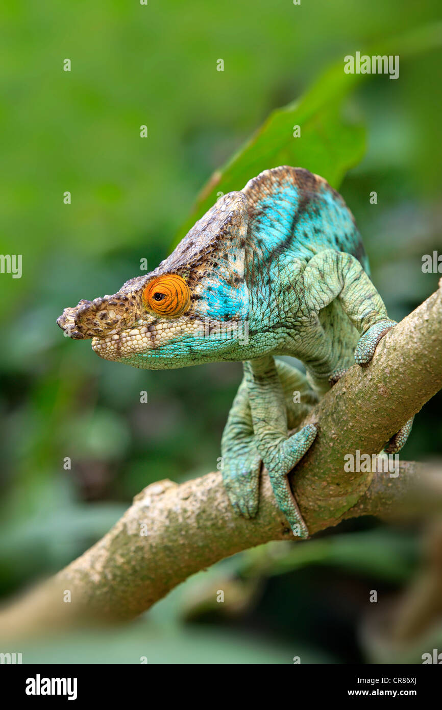 Parson's Chameleon (Calumma parsonii), male, foraging, Madagascar ...