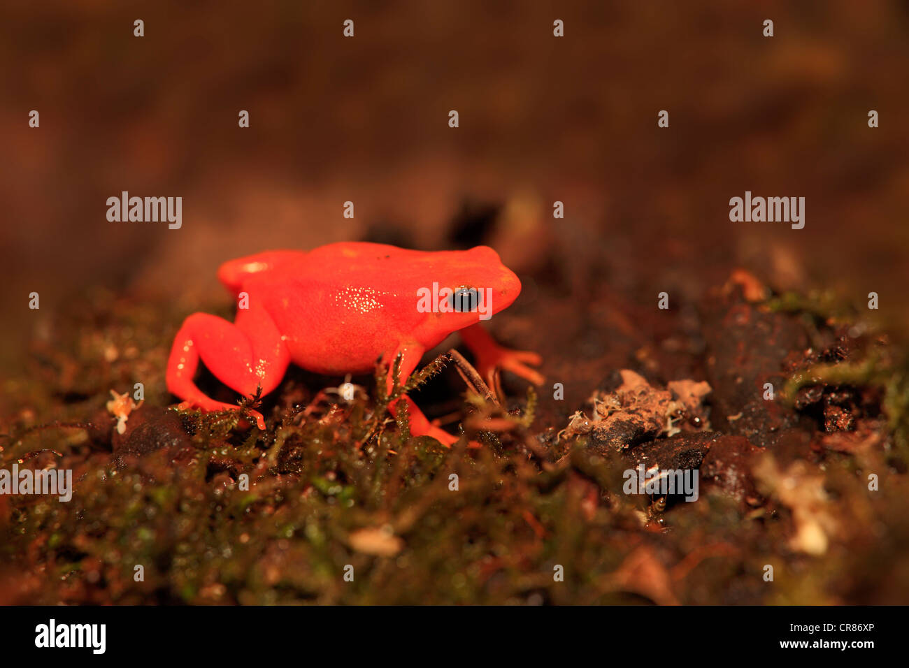 Golden Mantella Frog (Mantella aurantiaca), foraging, Madagascar ...