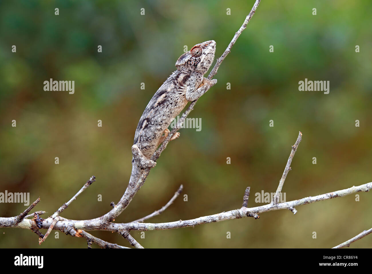 Warty Chameleon (Furcifer verrucosus), adult, foraging, Madagascar ...