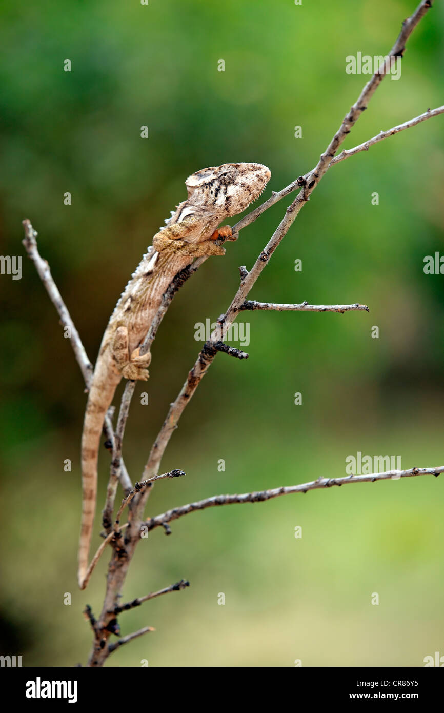 Warty Chameleon (Furcifer verrucosus), adult, foraging, Madagascar ...