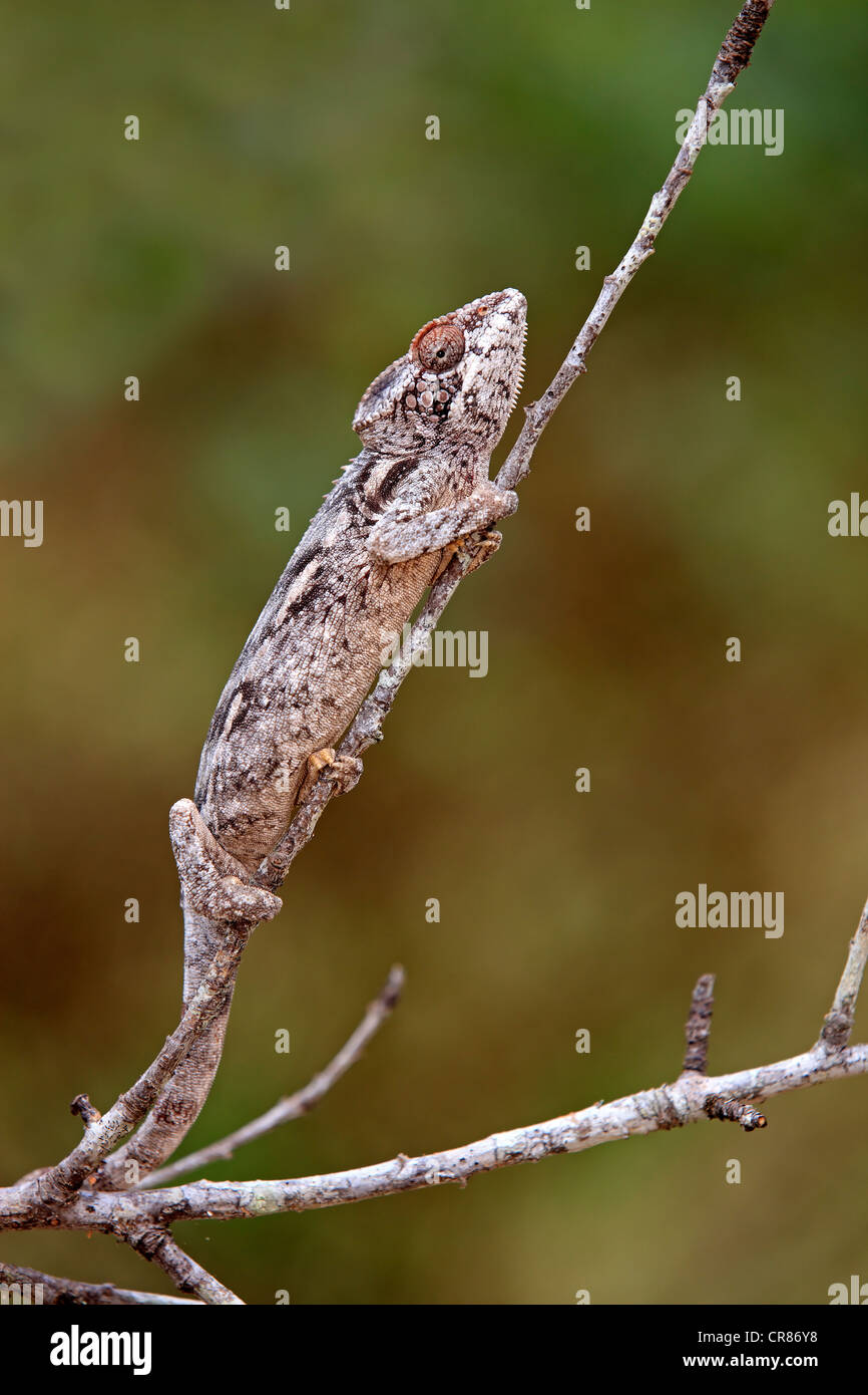 Warty Chameleon (Furcifer verrucosus), adult, foraging, Madagascar ...