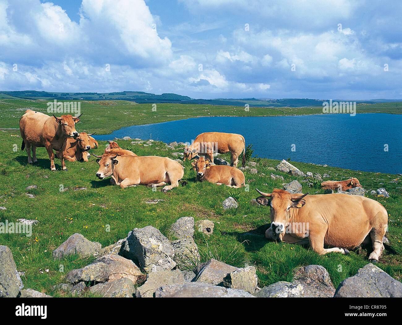The aubrac france cows hi-res stock photography and images - Alamy