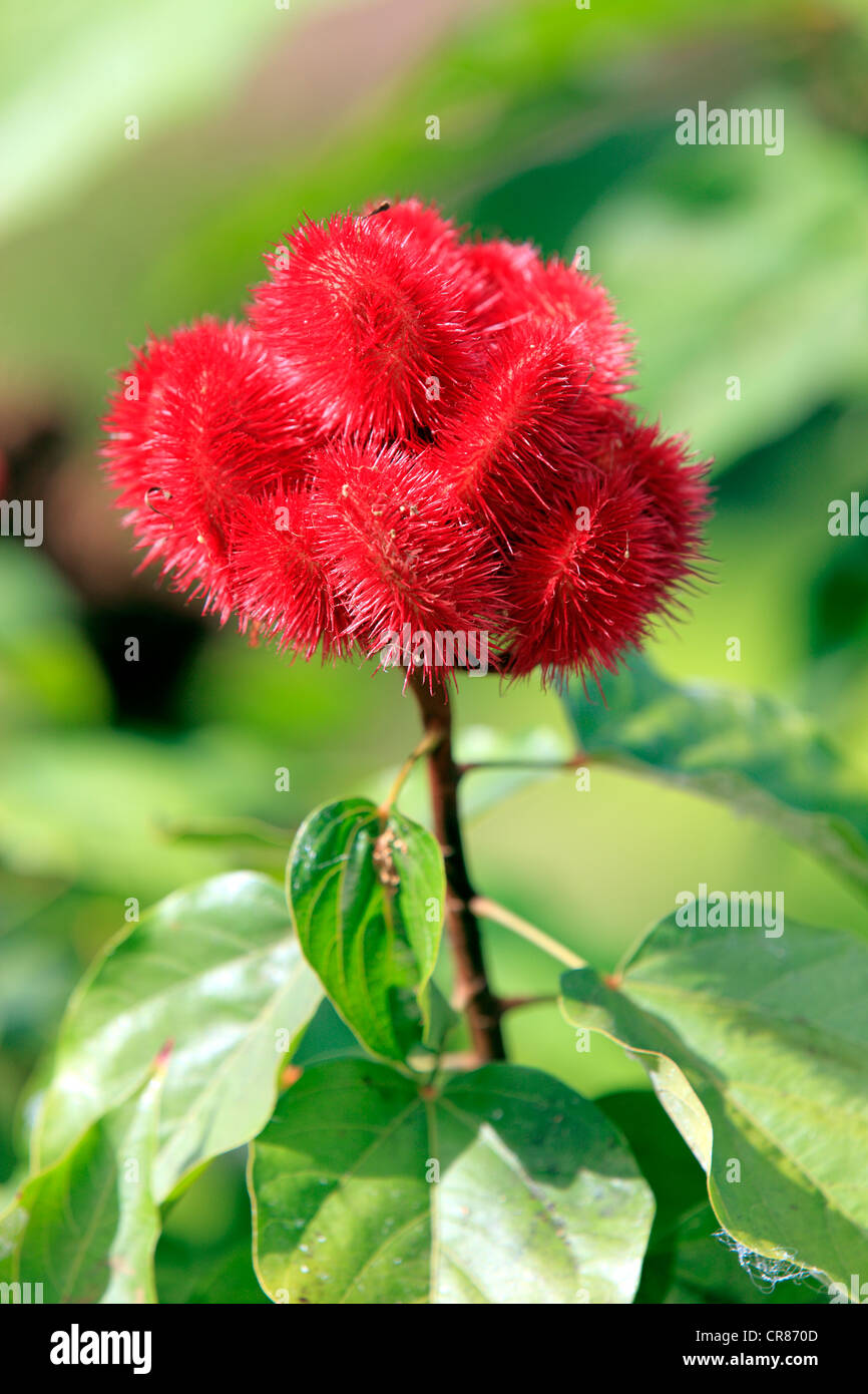 Achiote tree hi-res stock photography and images - Alamy