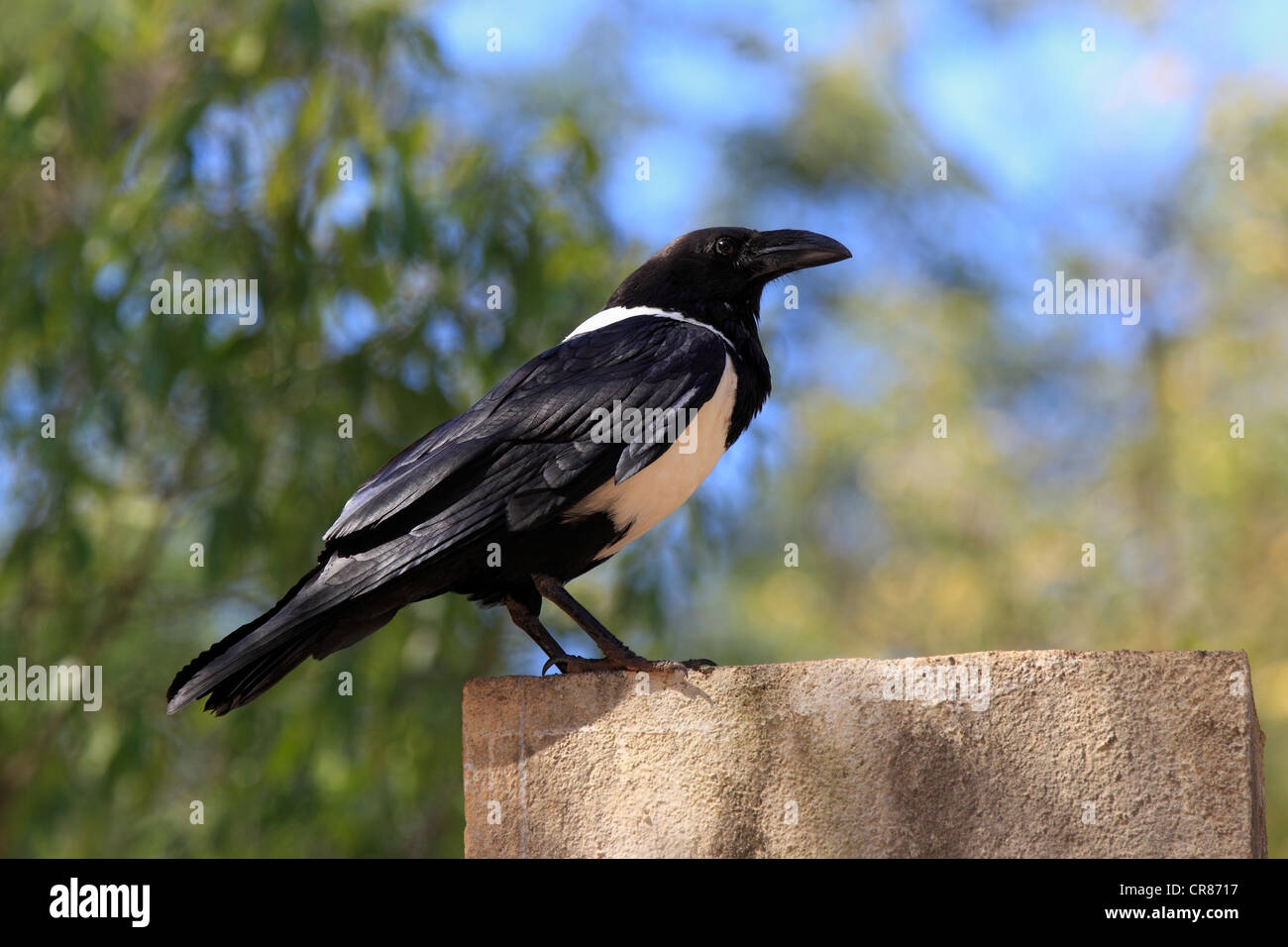 Pied crow hi-res stock photography and images - Alamy