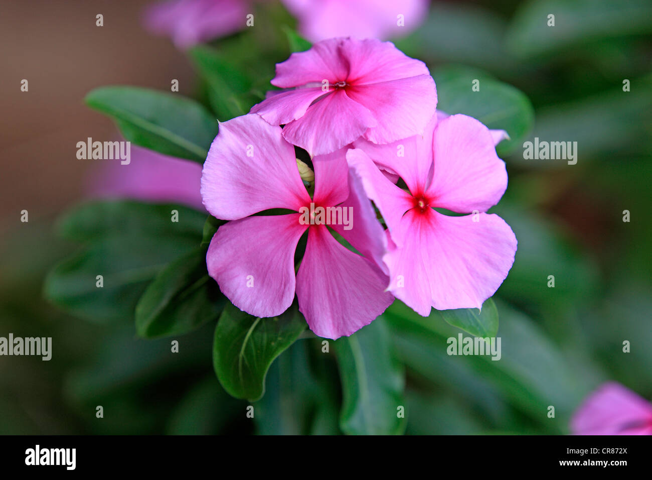 Catharanthus roseus hi-res stock photography and images - Alamy