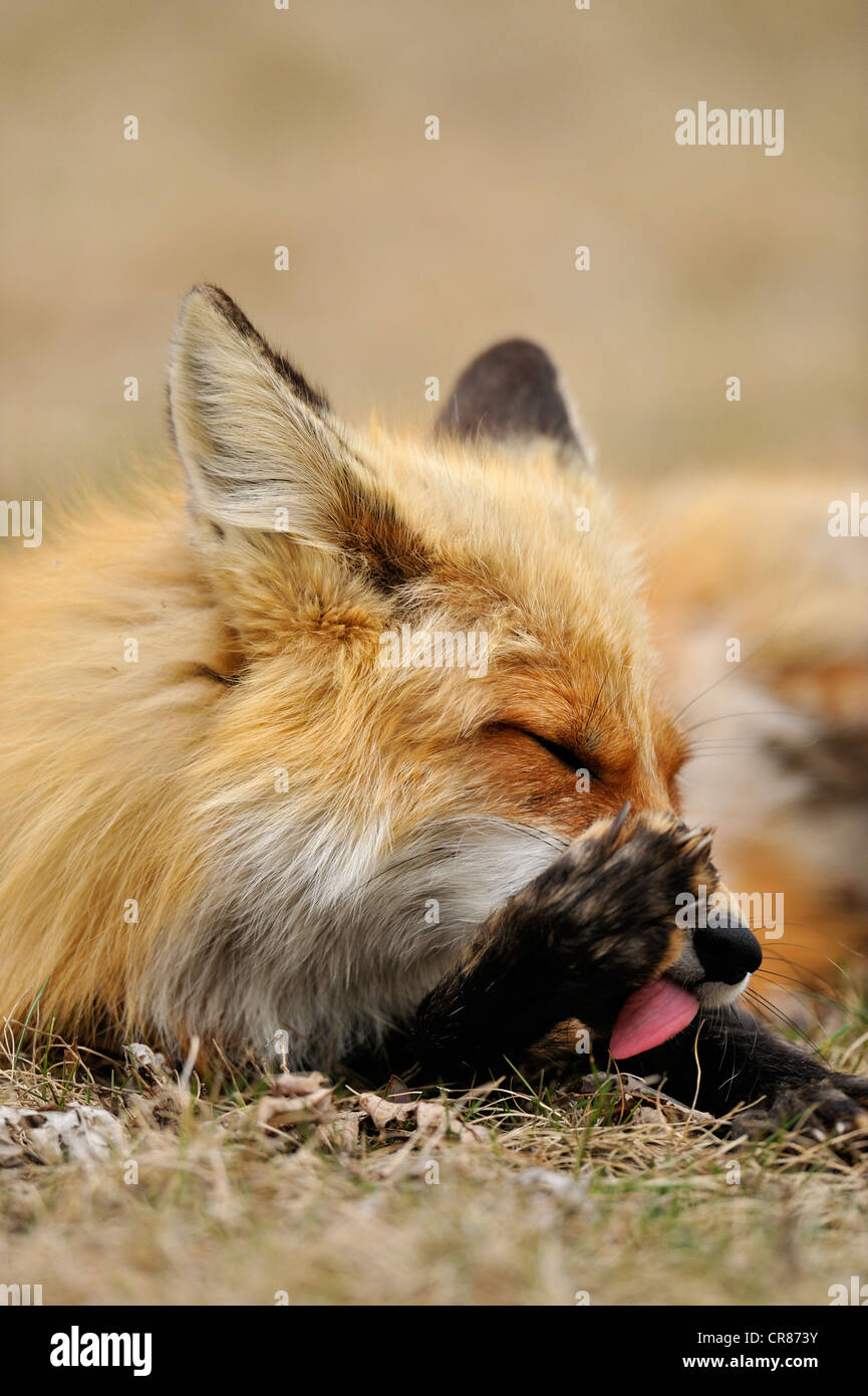 Red fox (Vulpes vulpes) Grooming, Greater Sudbury, Ontario, Canada ...
