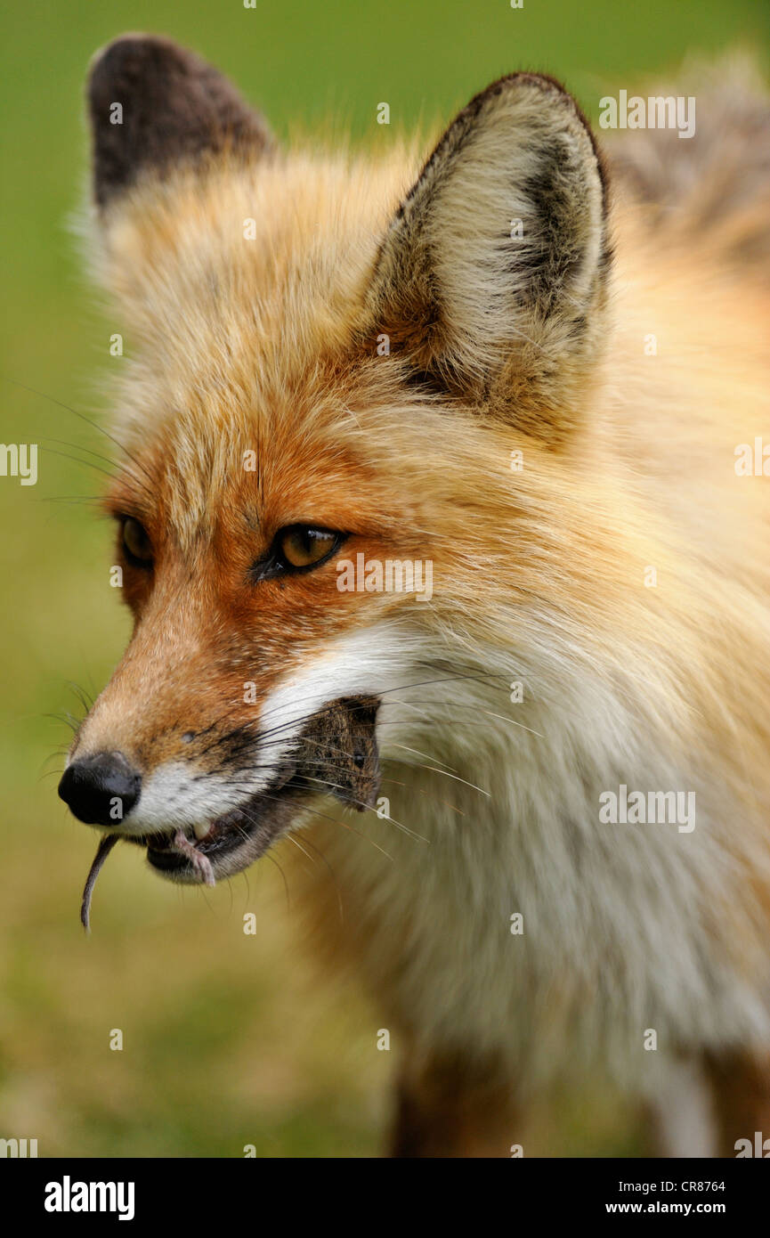 Red fox (Vulpes vulpes) with rodent prey Greater Sudbury, Ontario ...