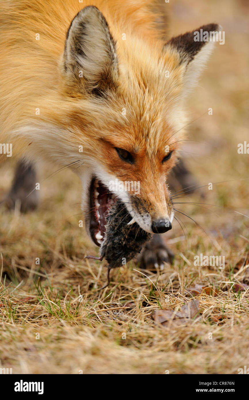 Rodent adaptation hi-res stock photography and images - Alamy