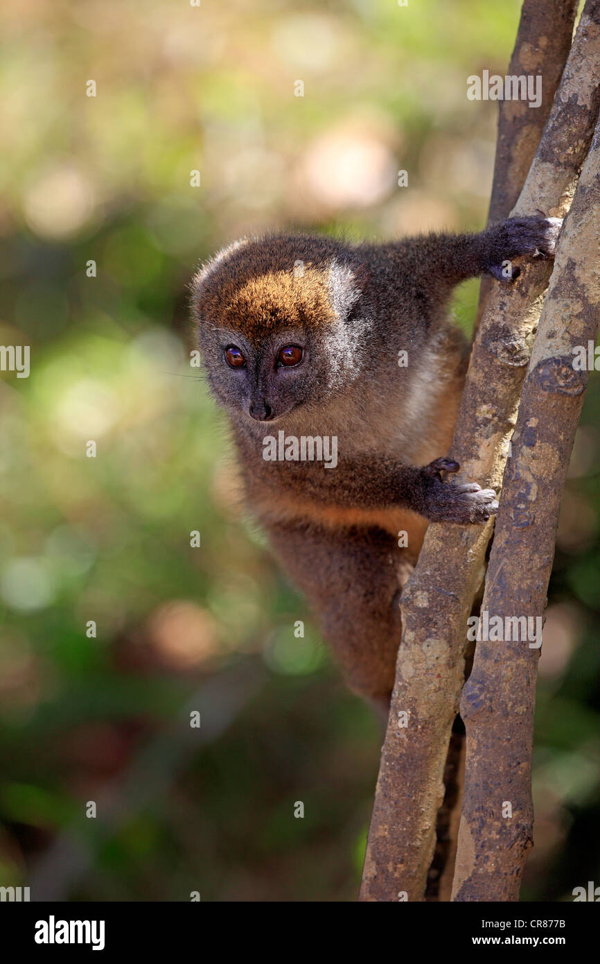 Eastern Lesser Bamboo Lemur (Hapalemur griseus), adult in a tree ...