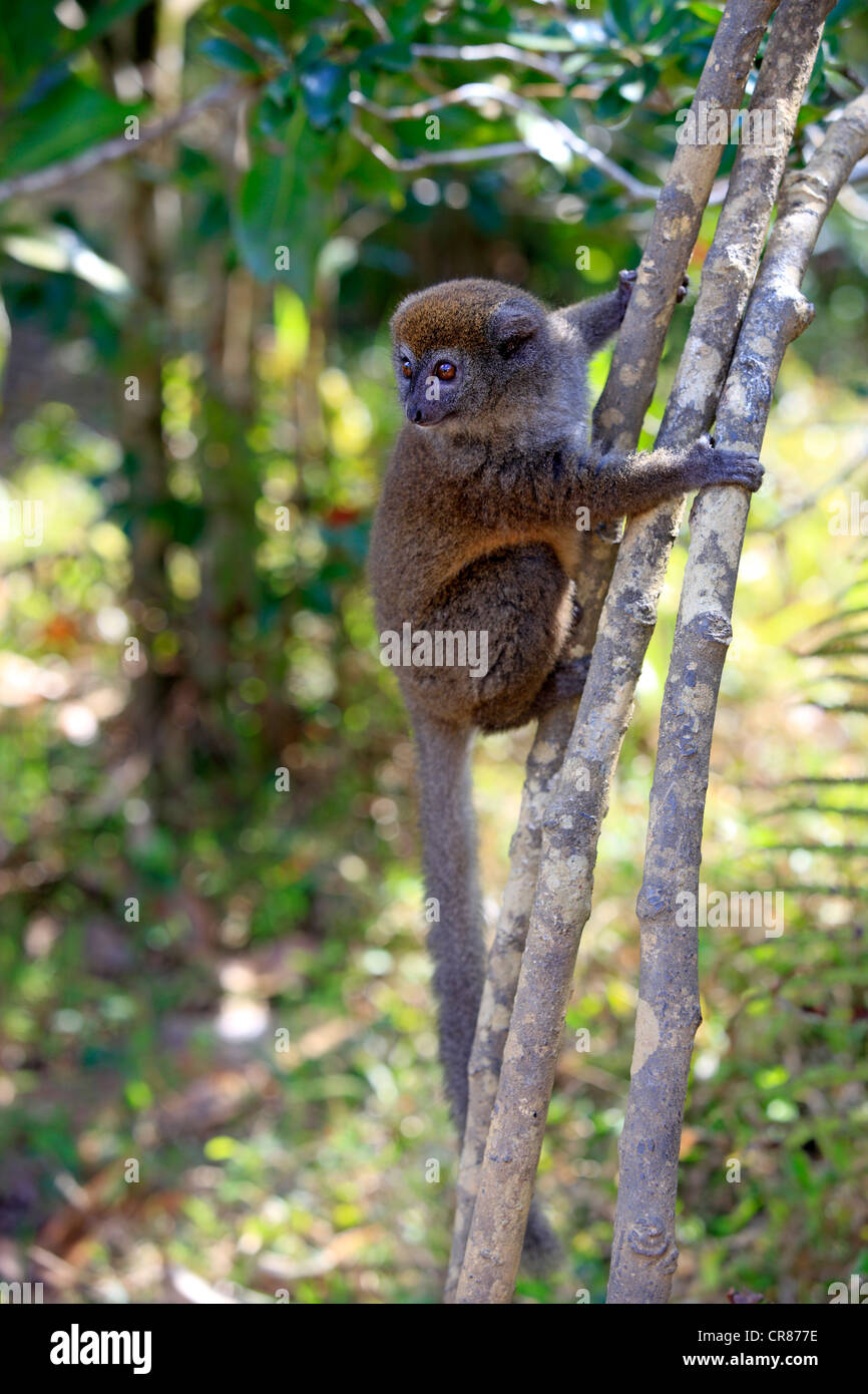 Eastern Lesser Bamboo Lemur (Hapalemur griseus), adult in a tree ...