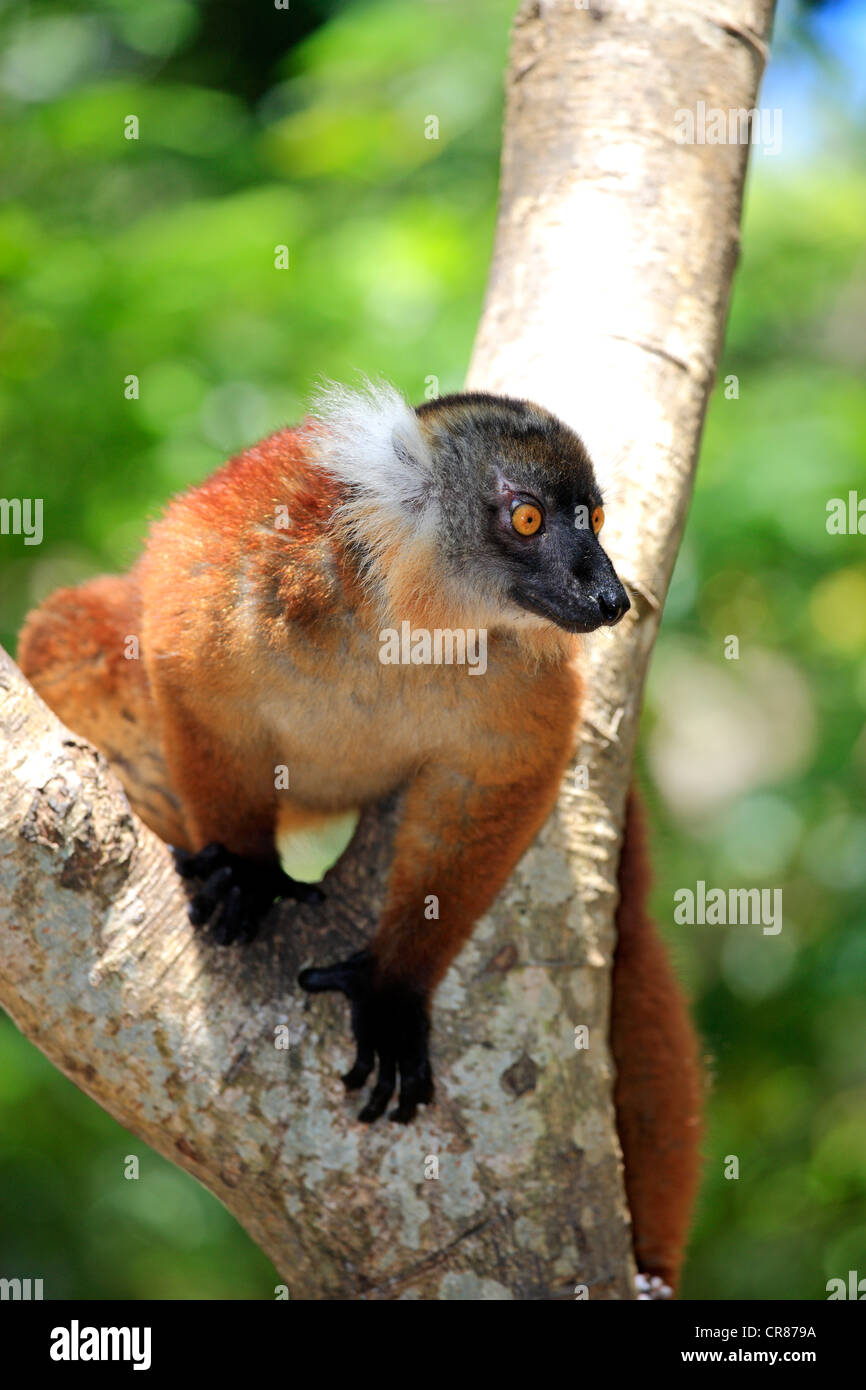 Black Lemur (Eulemur macaco), female adult in a tree, Nosy Komba ...