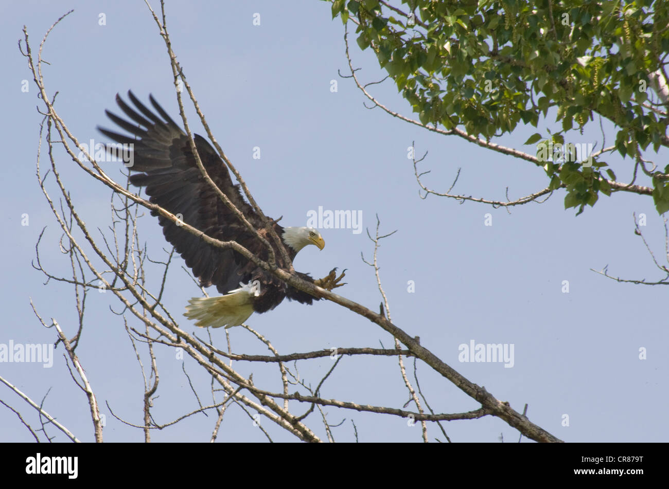 Bald eagle landing on a branch near its nest Stock Photo - Alamy