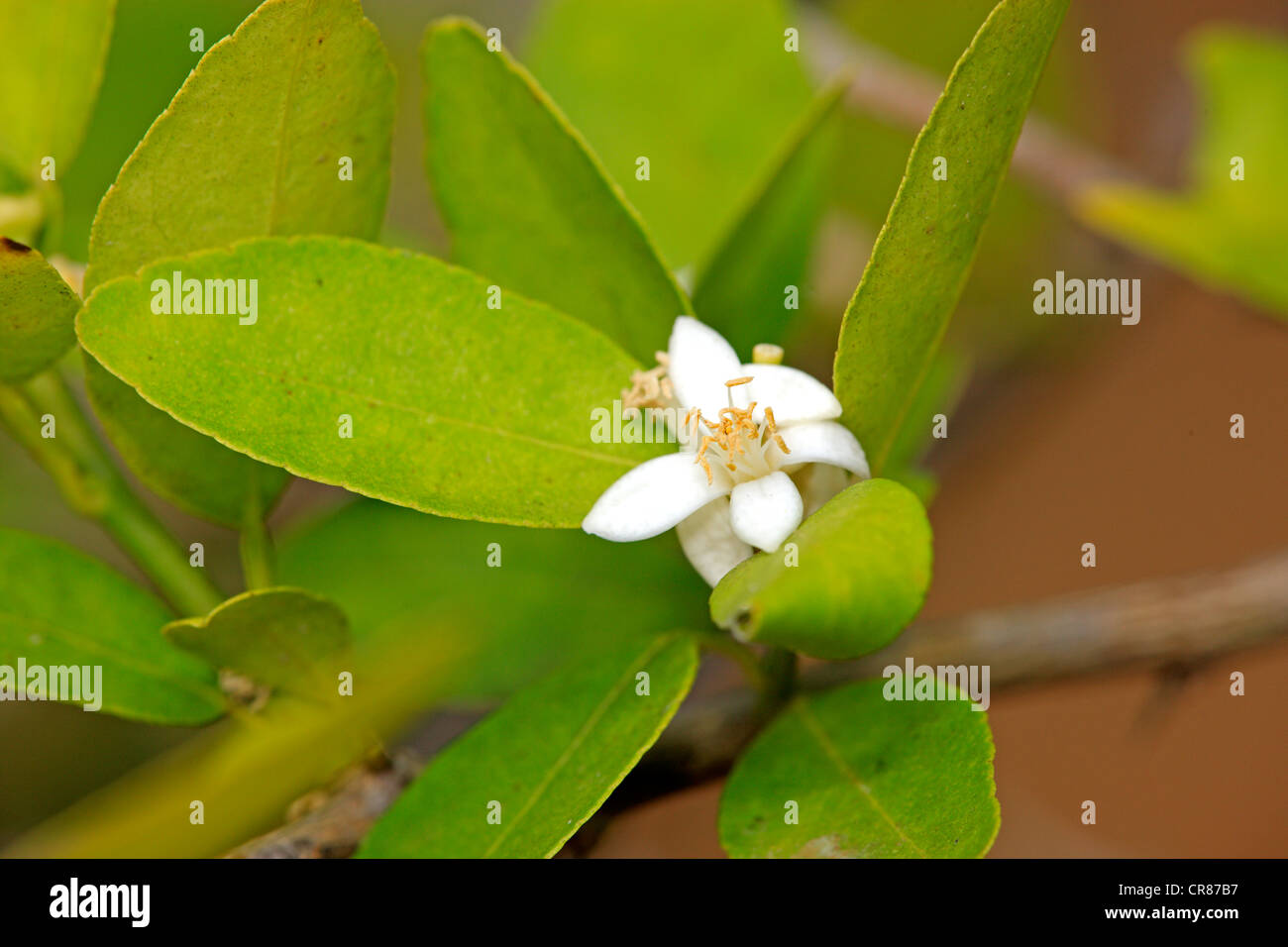 Lime (Citrus latifolia), flowering, Nosy Be, Madagascar, Africa Stock ...