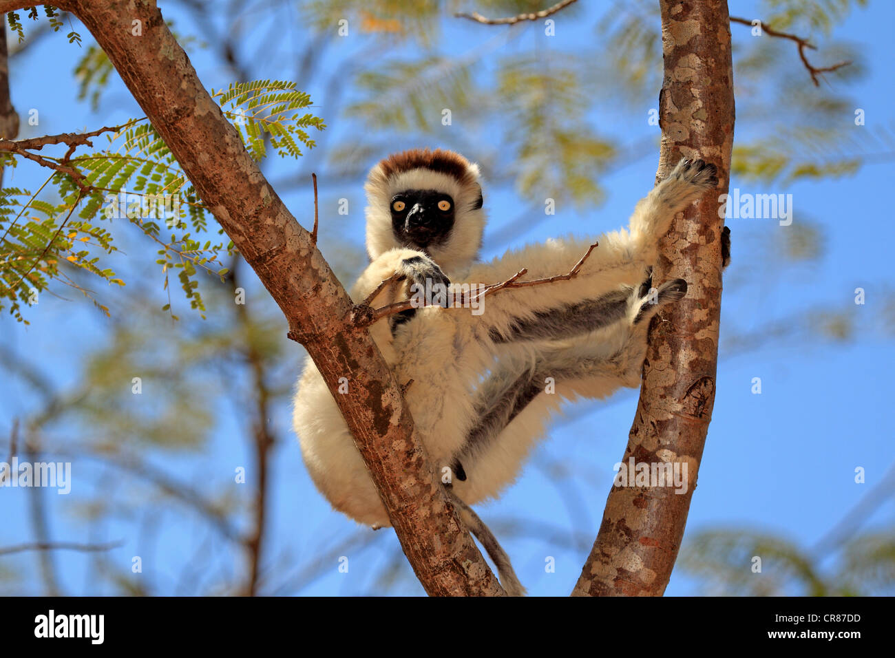 Verreaux's Sifaka (Propithecus verreauxi), adult, Berenty Reserve ...