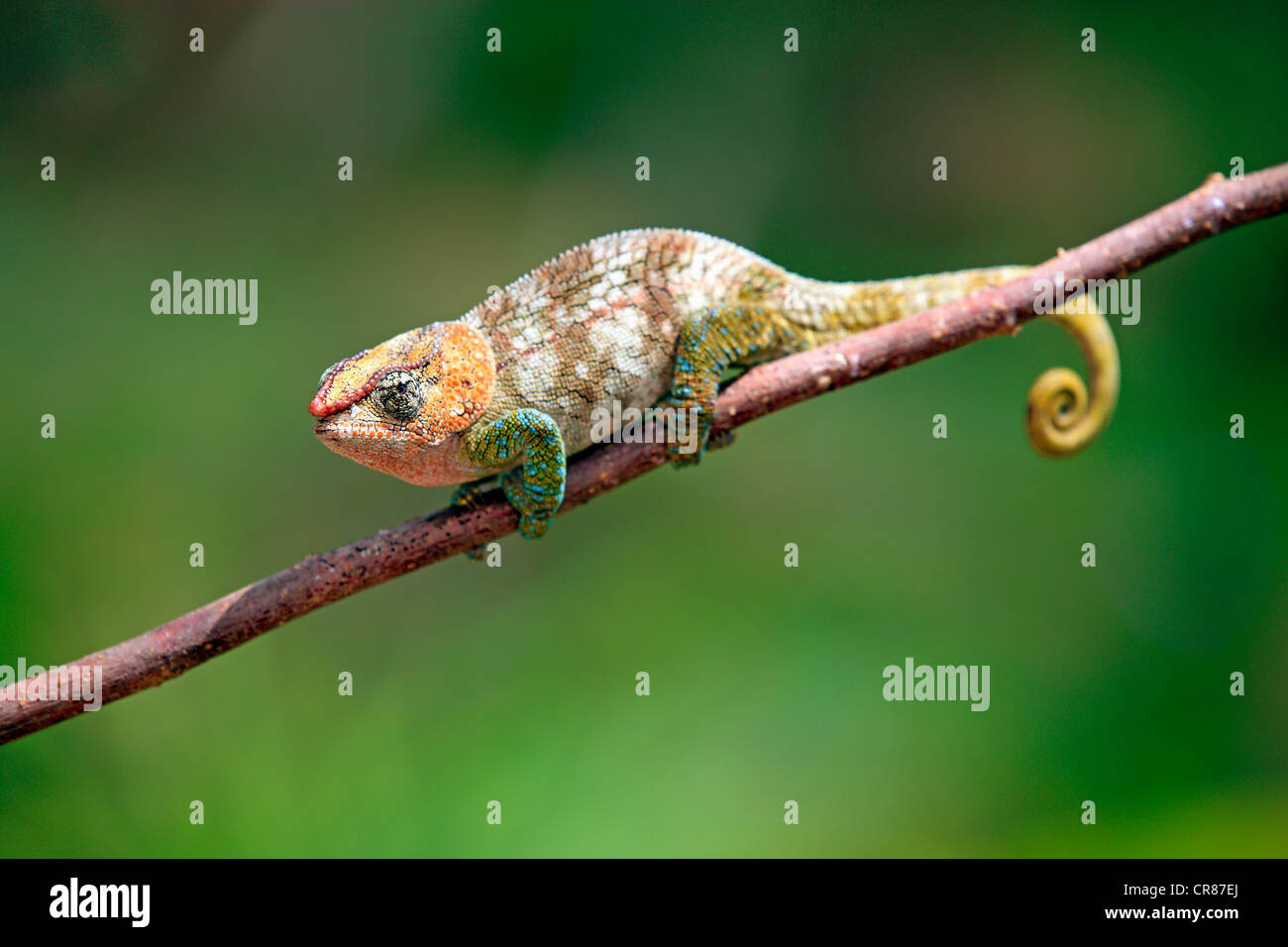 Short-horned Chameleon (Calumma brevicorne), male, foraging, Madagascar ...