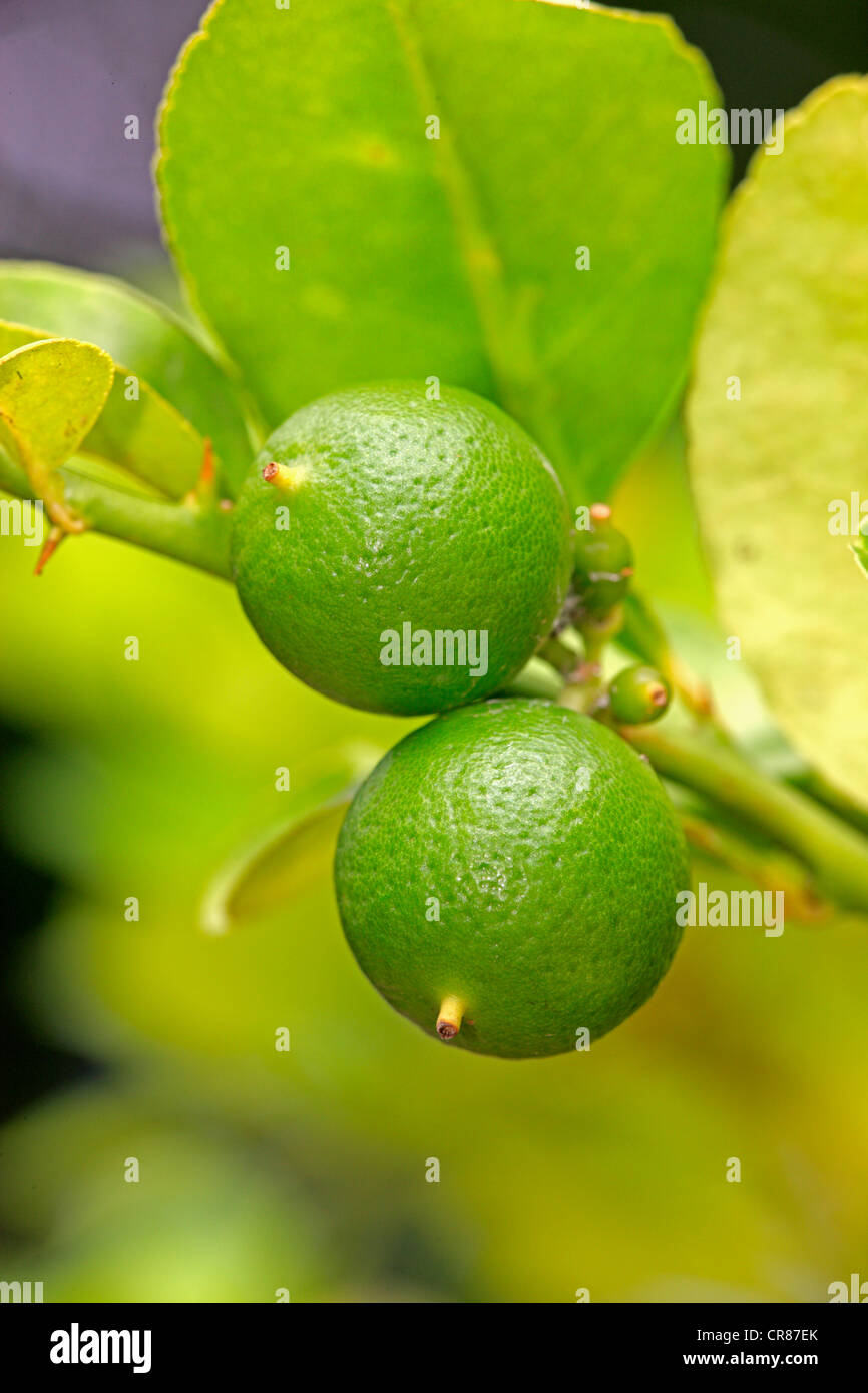 Limes (Citrus latifolia), fruit, Nosy Be, Madagascar, Africa Stock ...