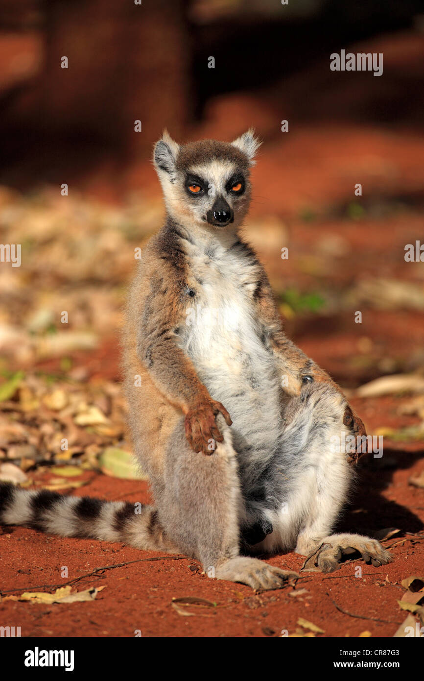 Lemur sunbathing hi-res stock photography and images - Alamy