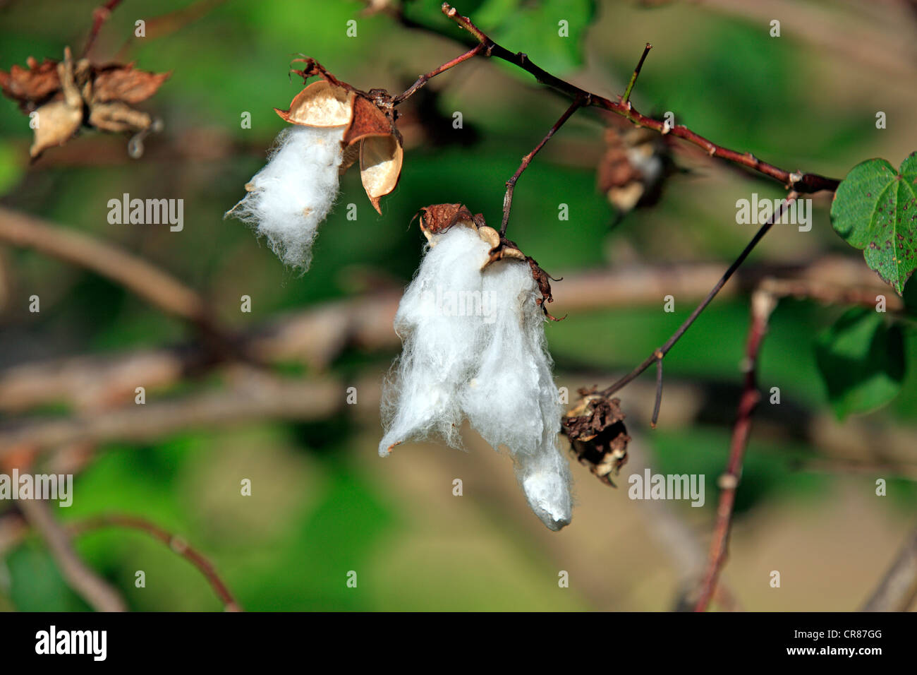 Bombax hi-res stock photography and images - Alamy