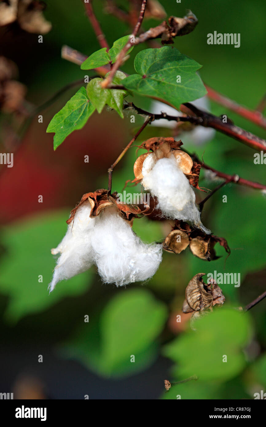 Kapok or Cotton Tree (Bombax ceiba), fruit, Nosy Be, Madagascar, Africa ...