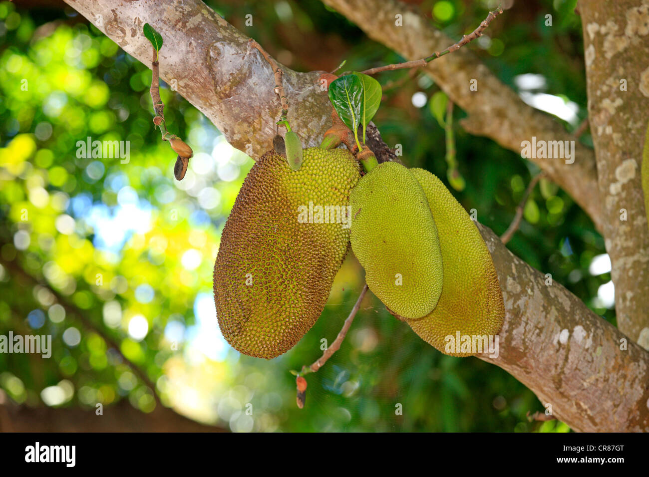 Jackfruit (Artocarpus heterophyllus), Nosy Komba, Madagascar, Africa ...