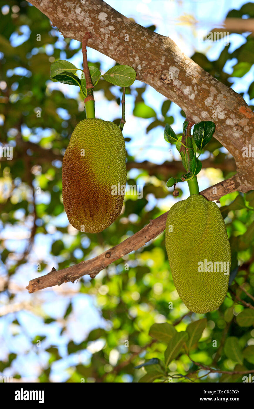 Jackfruit (Artocarpus heterophyllus), Nosy Komba, Madagascar, Africa ...