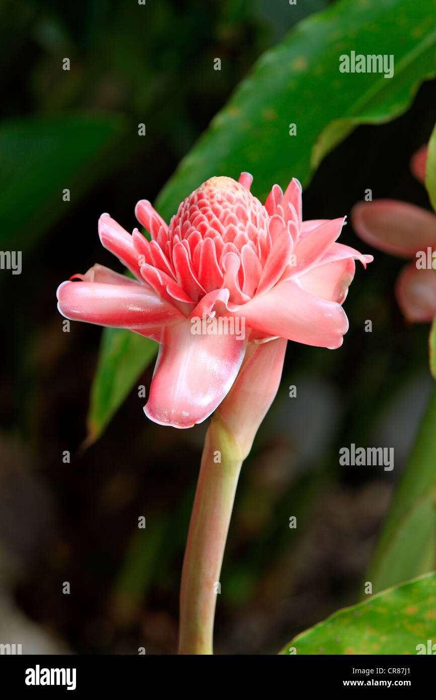 Torch Ginger (Etlingera), flowering, Nosy Be, Madagascar, Africa Stock ...