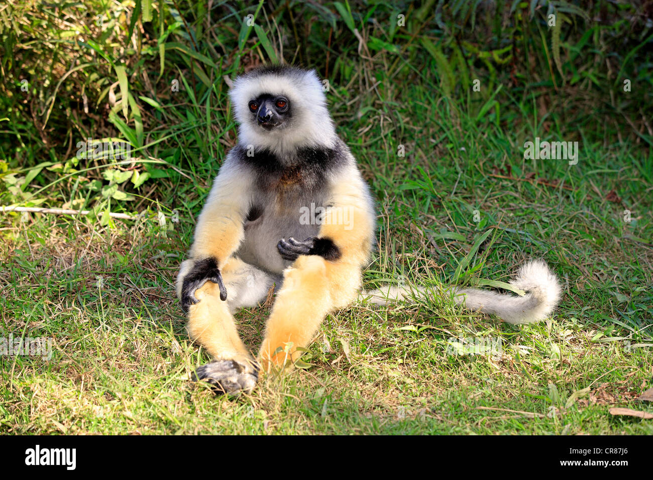Diademed Sifaka (Propithecus diadema), adult, Madagascar, Africa Stock ...