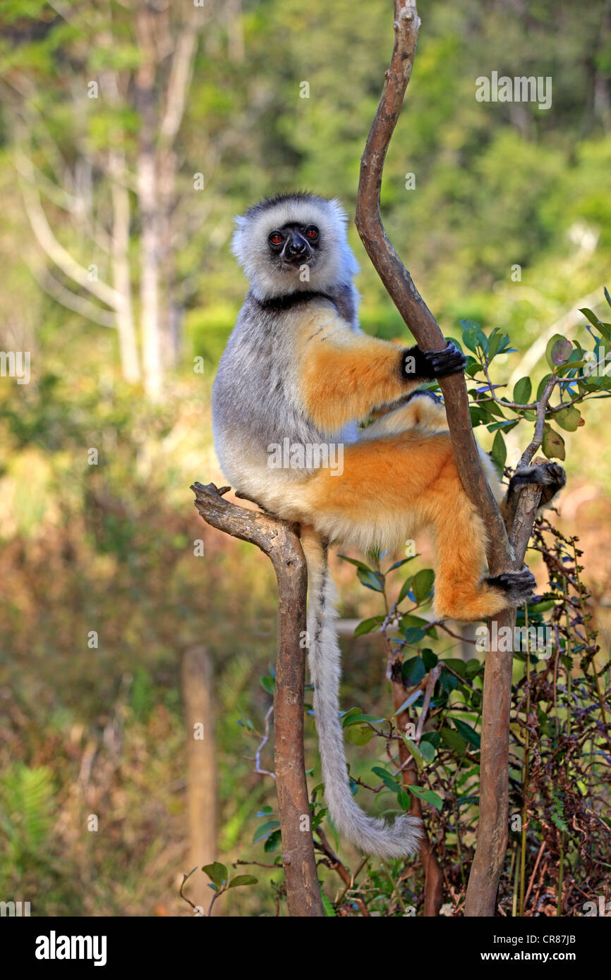 Diademed Sifaka (Propithecus diadema), adult, Madagascar, Africa Stock ...