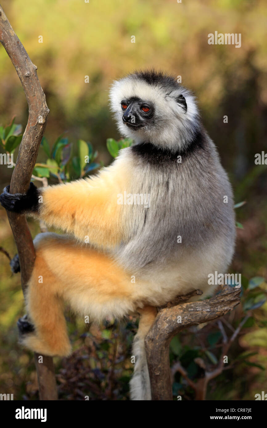 Diademed Sifaka (Propithecus diadema), adult, Madagascar, Africa Stock ...