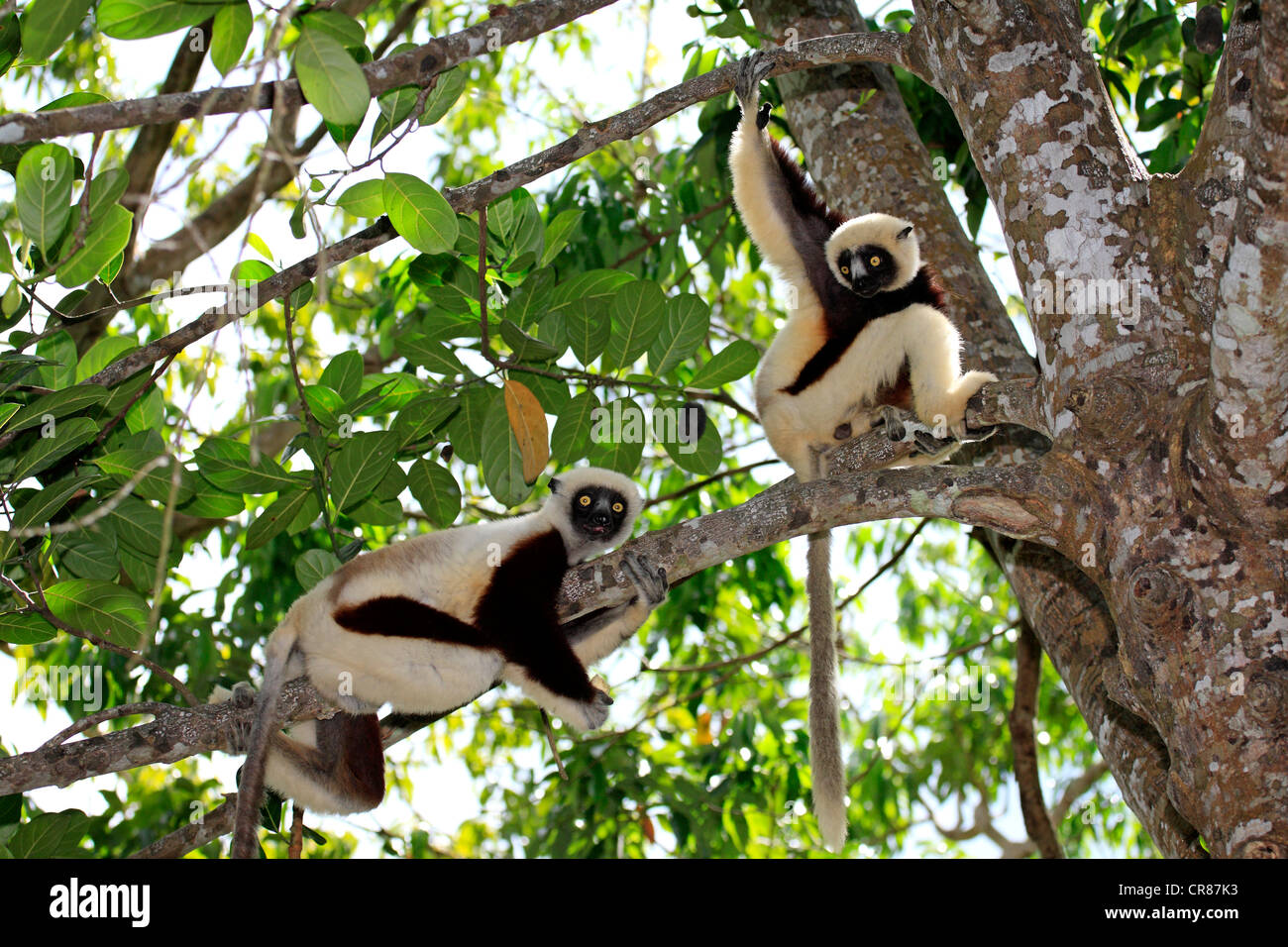 Coquerel's Sifaka or Crowned Sifaka (Propithecus coquereli), pair ...