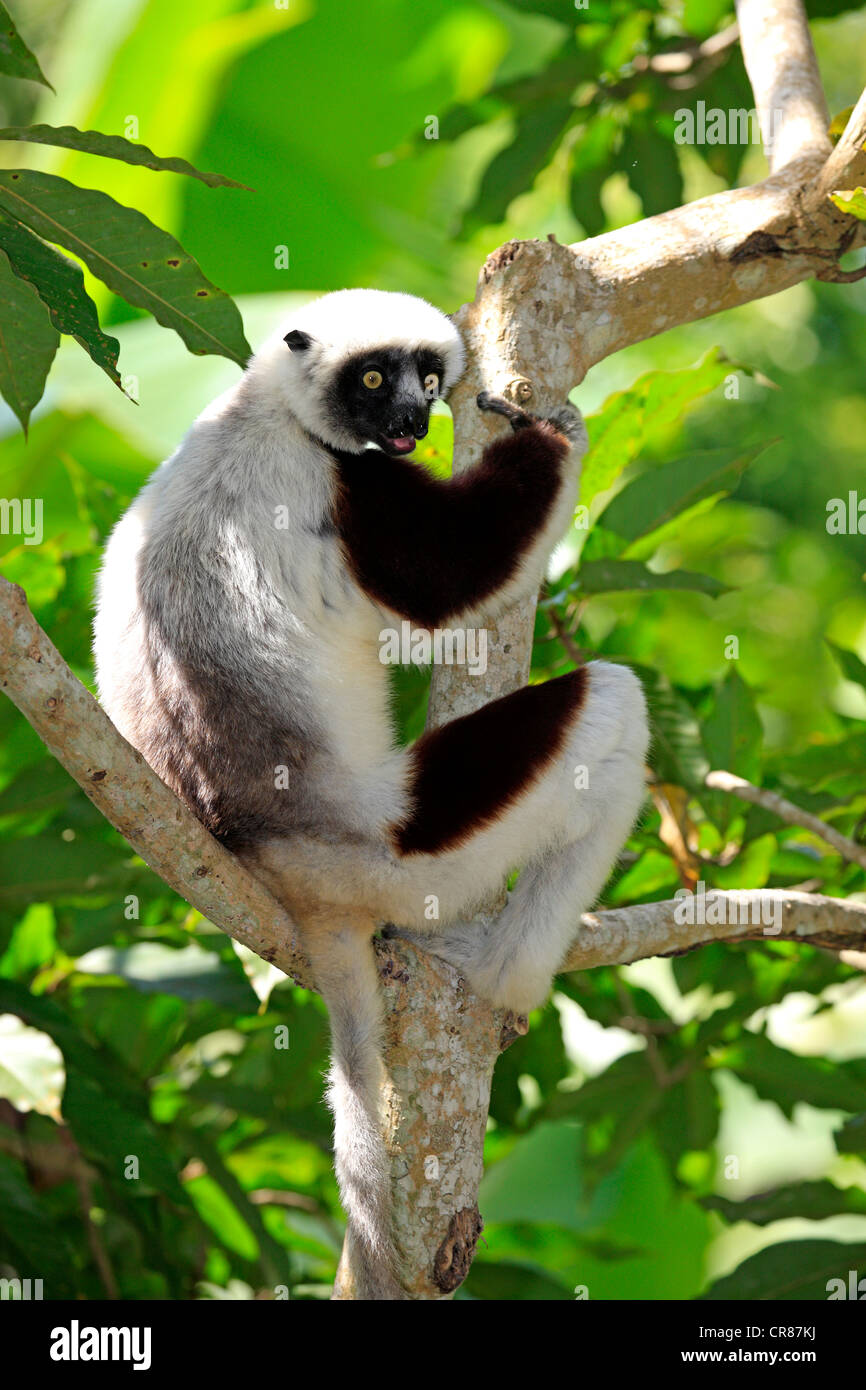 Coquerel's Sifaka or Crowned Sifaka (Propithecus coquereli), Madagascar ...