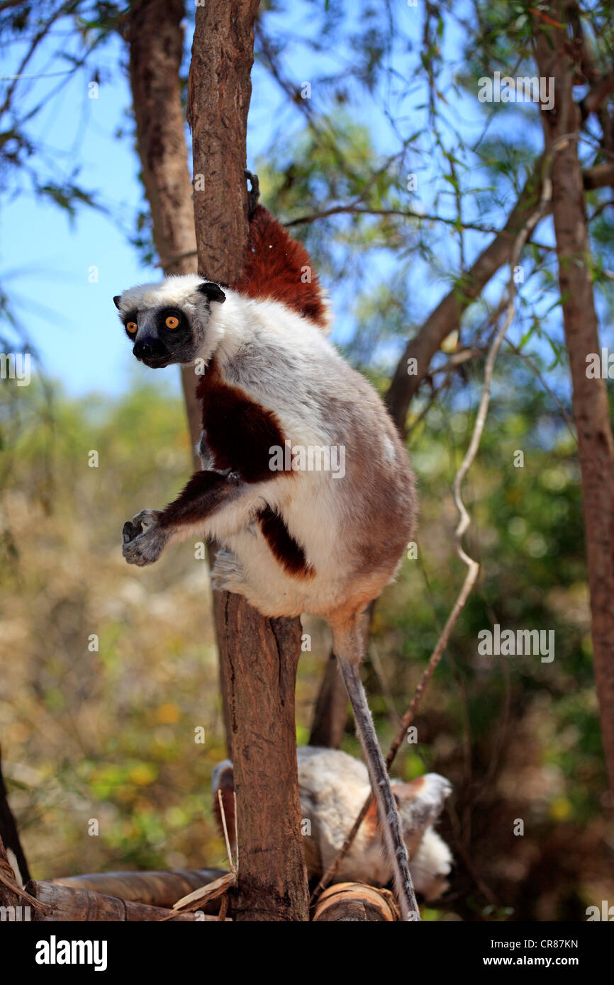 Coquerel's Sifaka or Crowned Sifaka (Propithecus coquereli), Madagascar ...