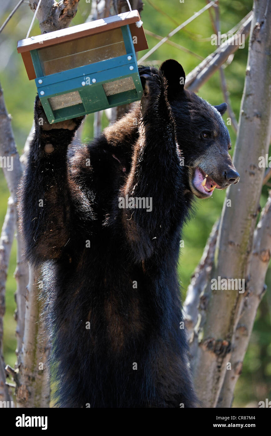 Black bear (Ursus americanus) Feeding on birdseed in back yard in early ...
