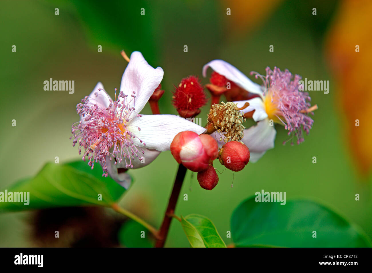 Annatto, Achiote or Lipstick Tree (Bixa orellana), blossoms, Nosy Be ...