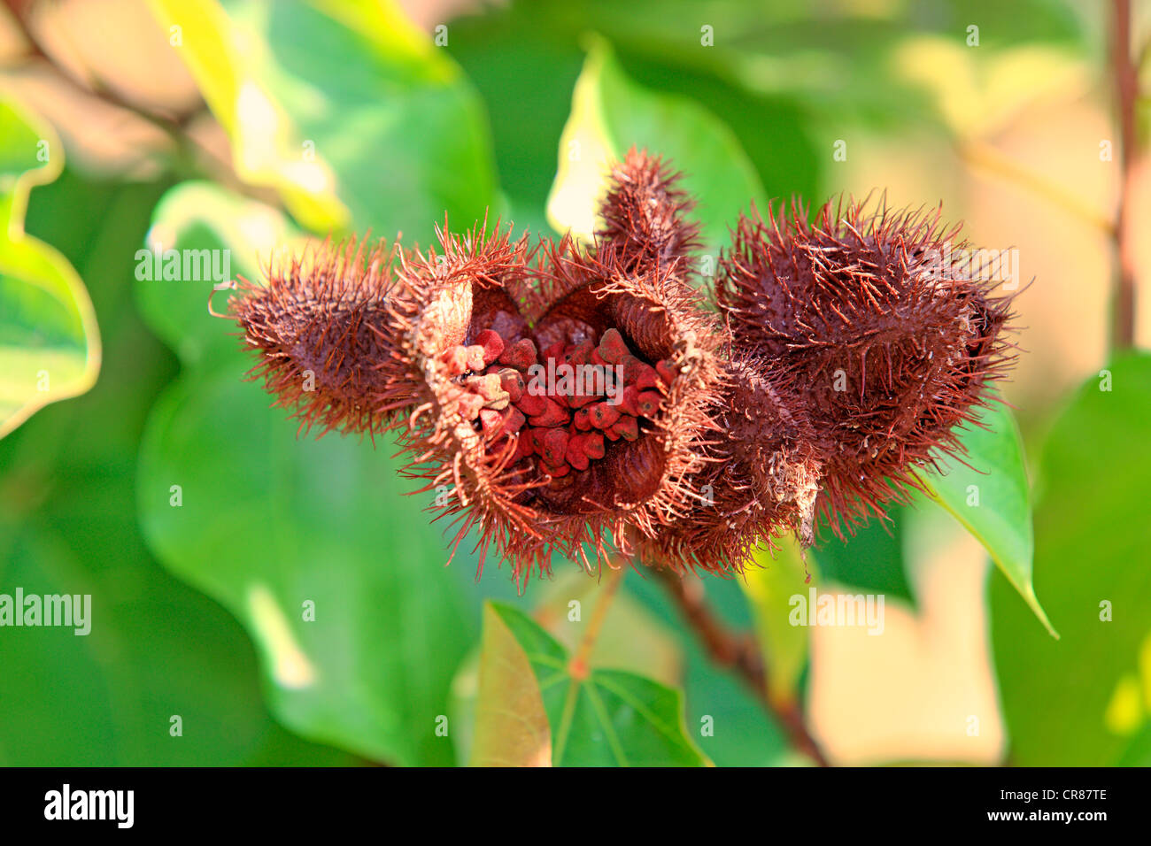 Annatto, Achiote or Lipstick Tree (Bixa orellana), fruit, Nosy Be ...
