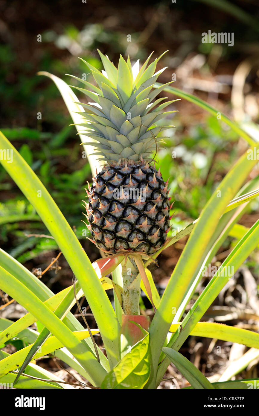 Pineapple comosus africa hi-res stock photography and images - Alamy