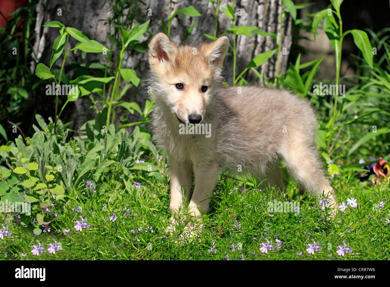 Wild wolf pup usa hi-res stock photography and images - Alamy