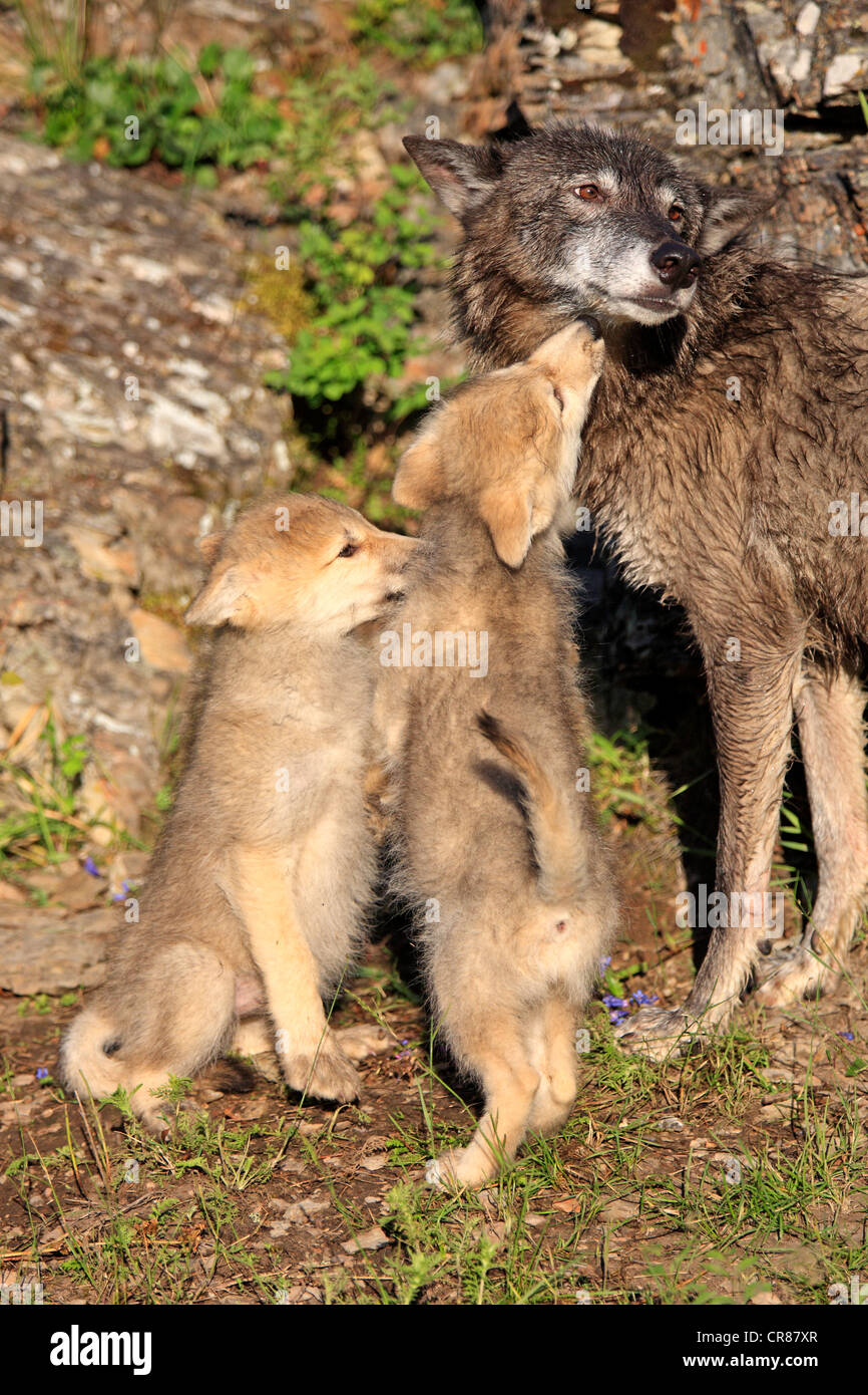 Eastern Wolves (Canis lupus lycaon), adult female and pups, eight weeks ...