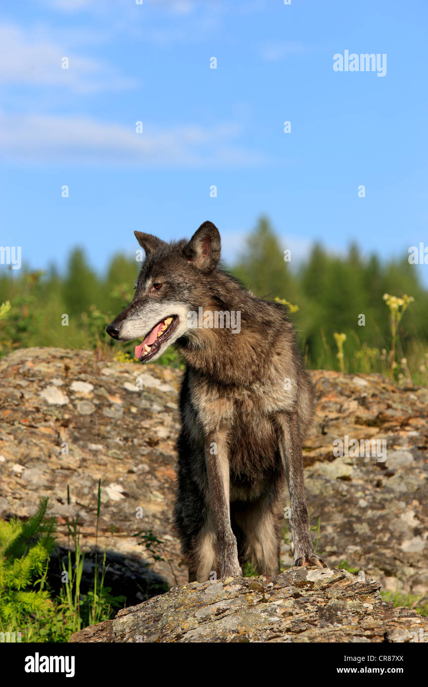 Eastern Wolf (Canis lupus lycaon), female, adult, Montana, USA, North ...