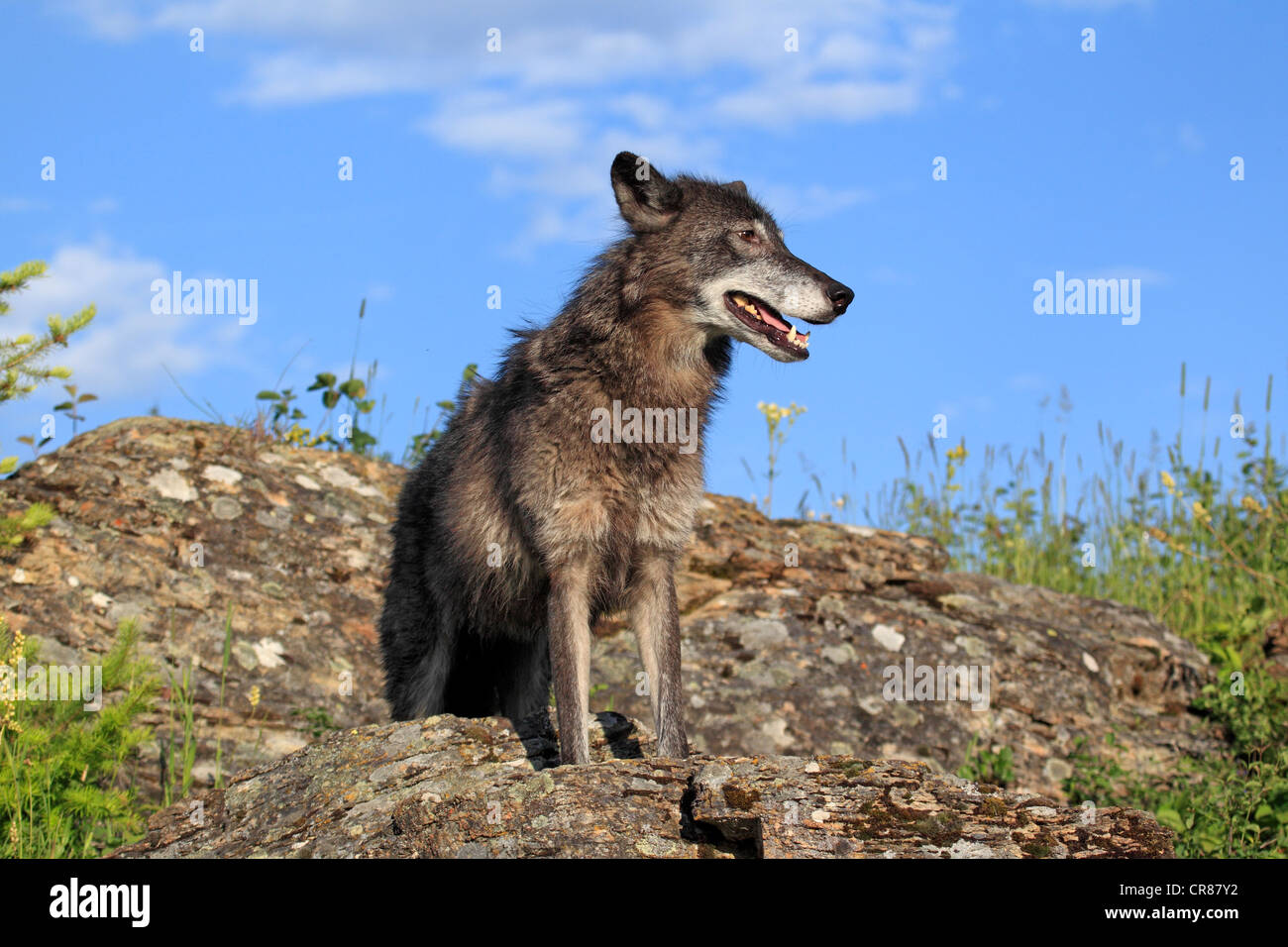 Eastern Wolf (Canis lupus lycaon), female, adult, Montana, USA, North ...