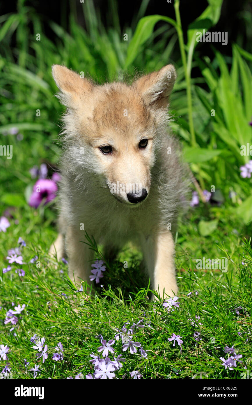 Wolf (Canis lupus), pup, eight weeks, Montana, USA, North America Stock ...