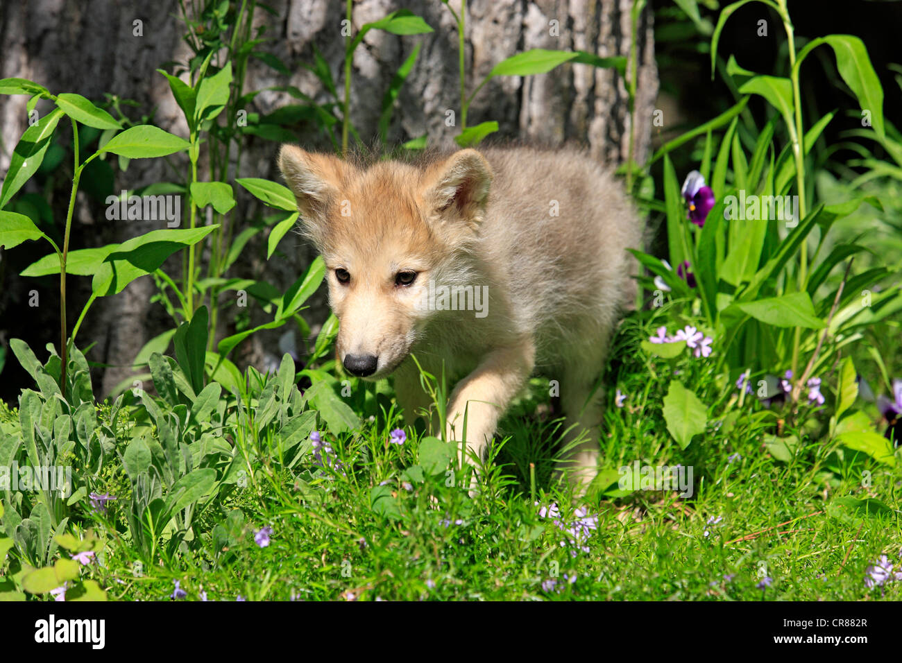 Wild wolf pup usa hi-res stock photography and images - Alamy