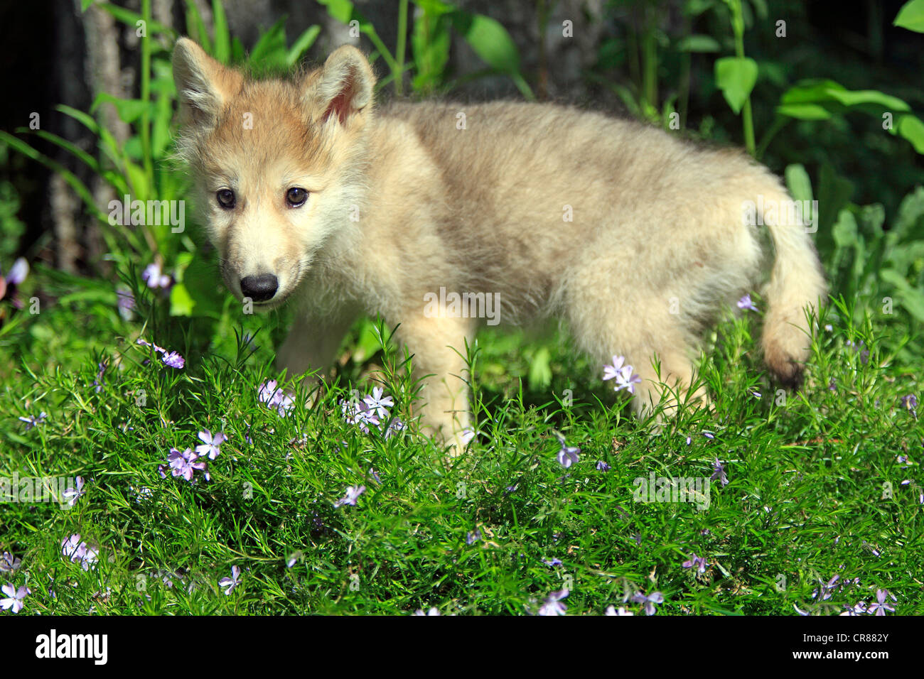 Timber wolf pup hi-res stock photography and images - Alamy