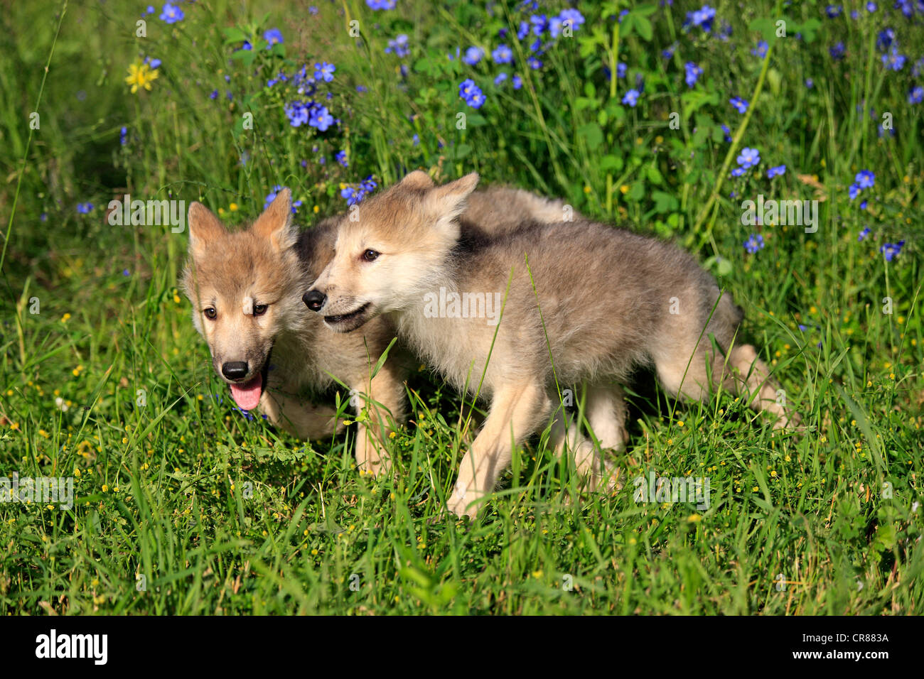 Wolves (Canis lupus), two pups, littermates, eight weeks, playing ...