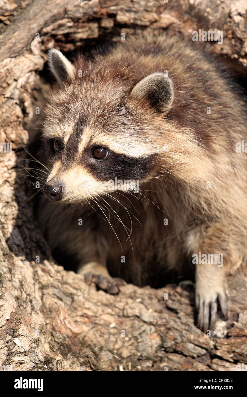 Raccoon (Procyon lotor), female, adult, at the den, tree trunk, Montana ...