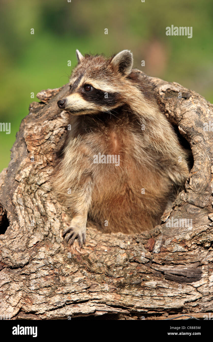 Raccoon (Procyon lotor), female, adult, at the den, tree trunk, Montana ...