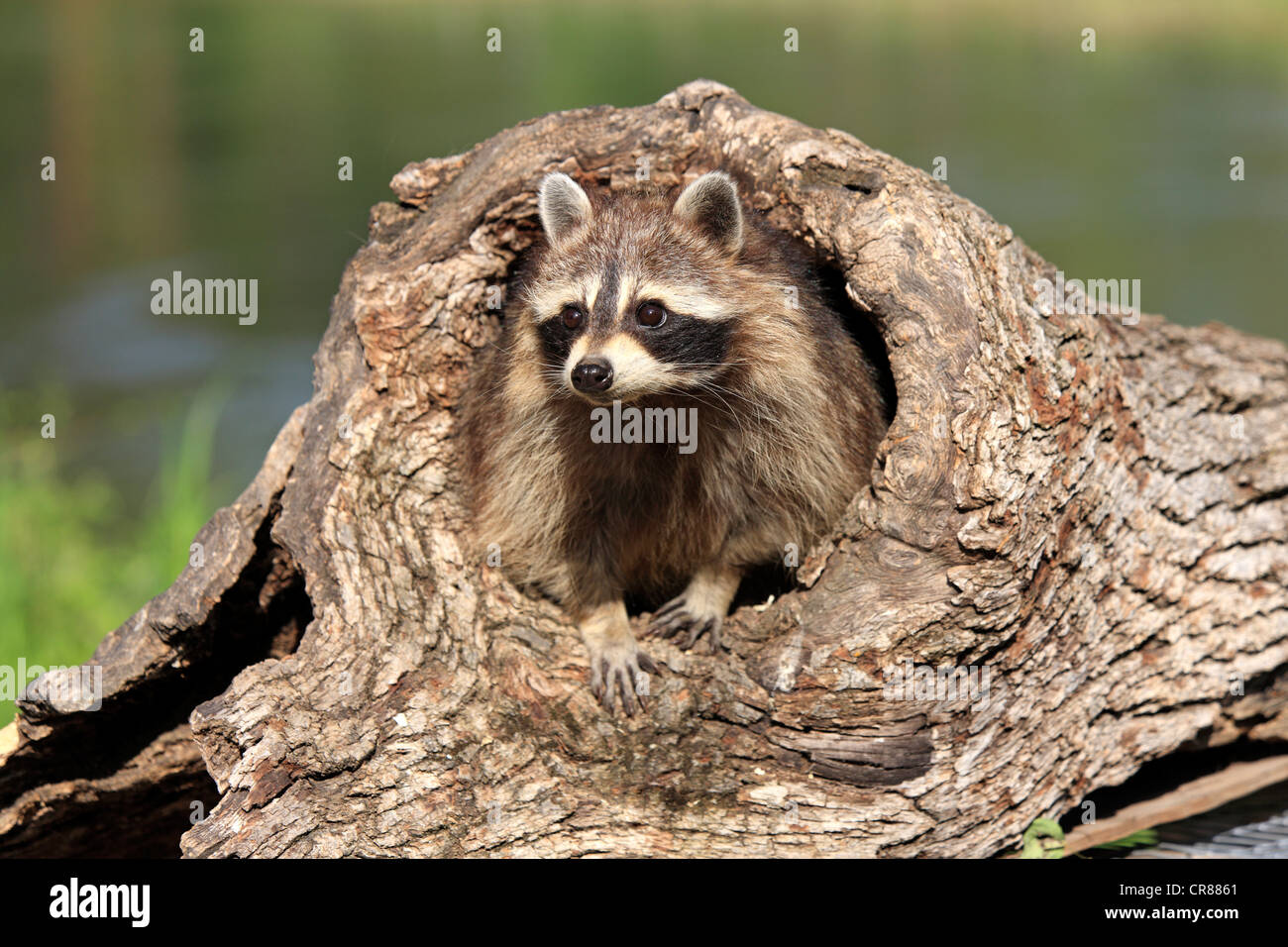 Raccoon (Procyon lotor), female, adult, at the den, tree trunk, Montana ...