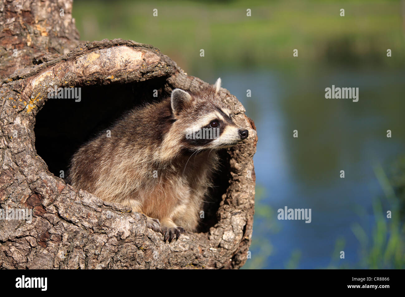 Raccoon (Procyon lotor), female, adult, at the den, tree trunk, Montana ...
