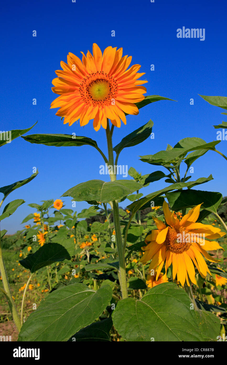 Sunflowers (Helianthus annuus), Germany, Europe Stock Photo - Alamy